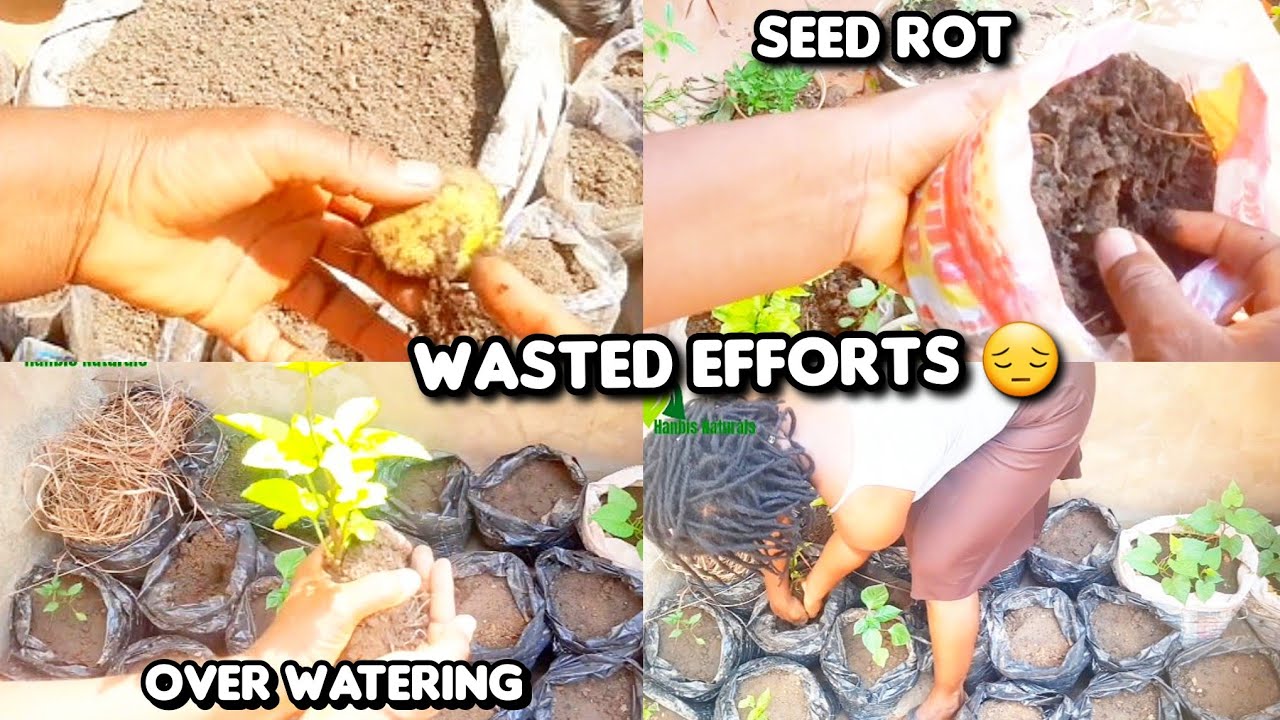 LEARN FROM MY SAD EXPERIENCE PLANTING UGU (FLUTED PUMPKIN) Don't over ...