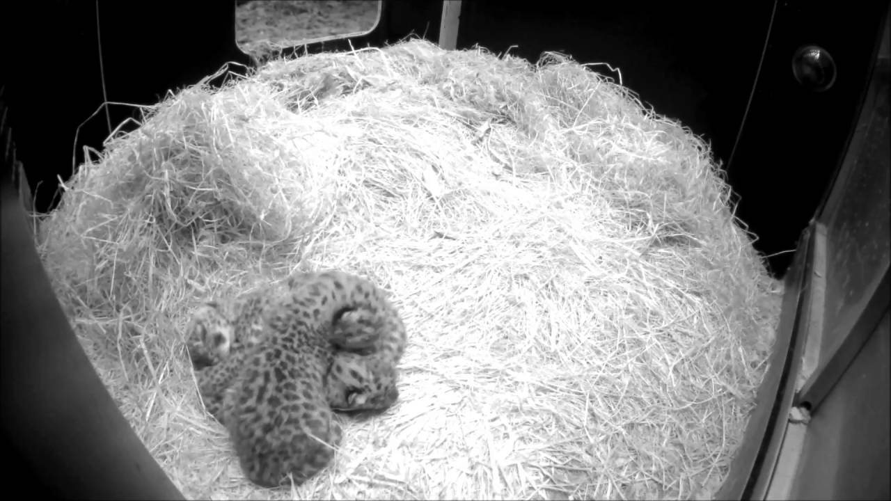 Amur Leopard Cubs are sleeping... - YouTube