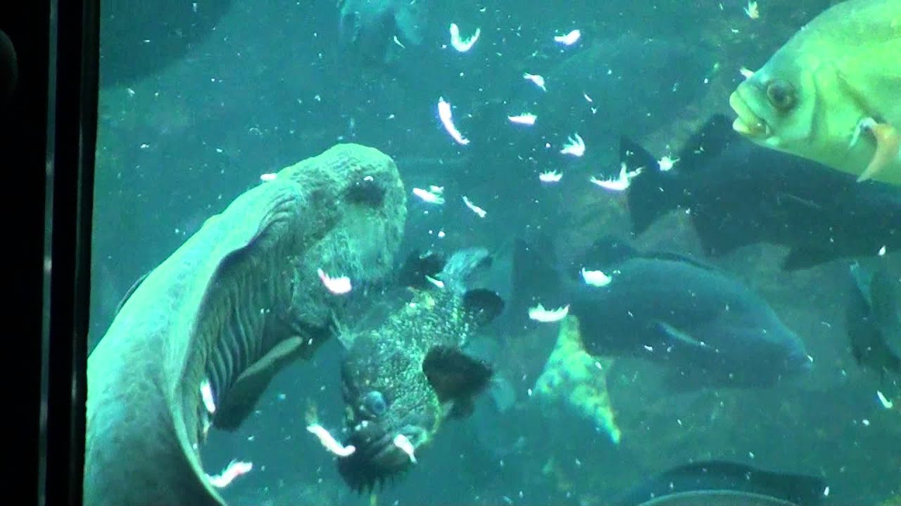 Monterey Bay Aquarium Wolf Eel - YouTube