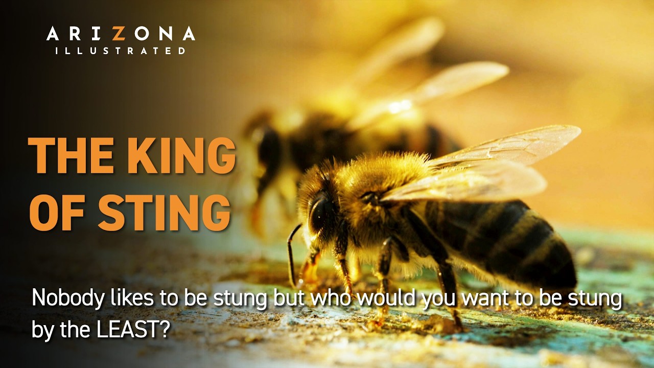 The King of Sting - YouTube