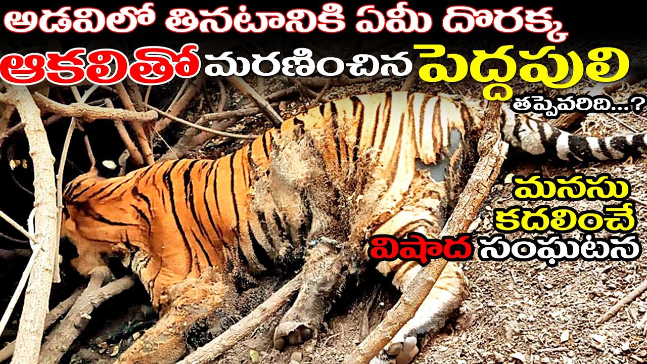 Tiger died of lack of prey | The true story of the tragic death of ...