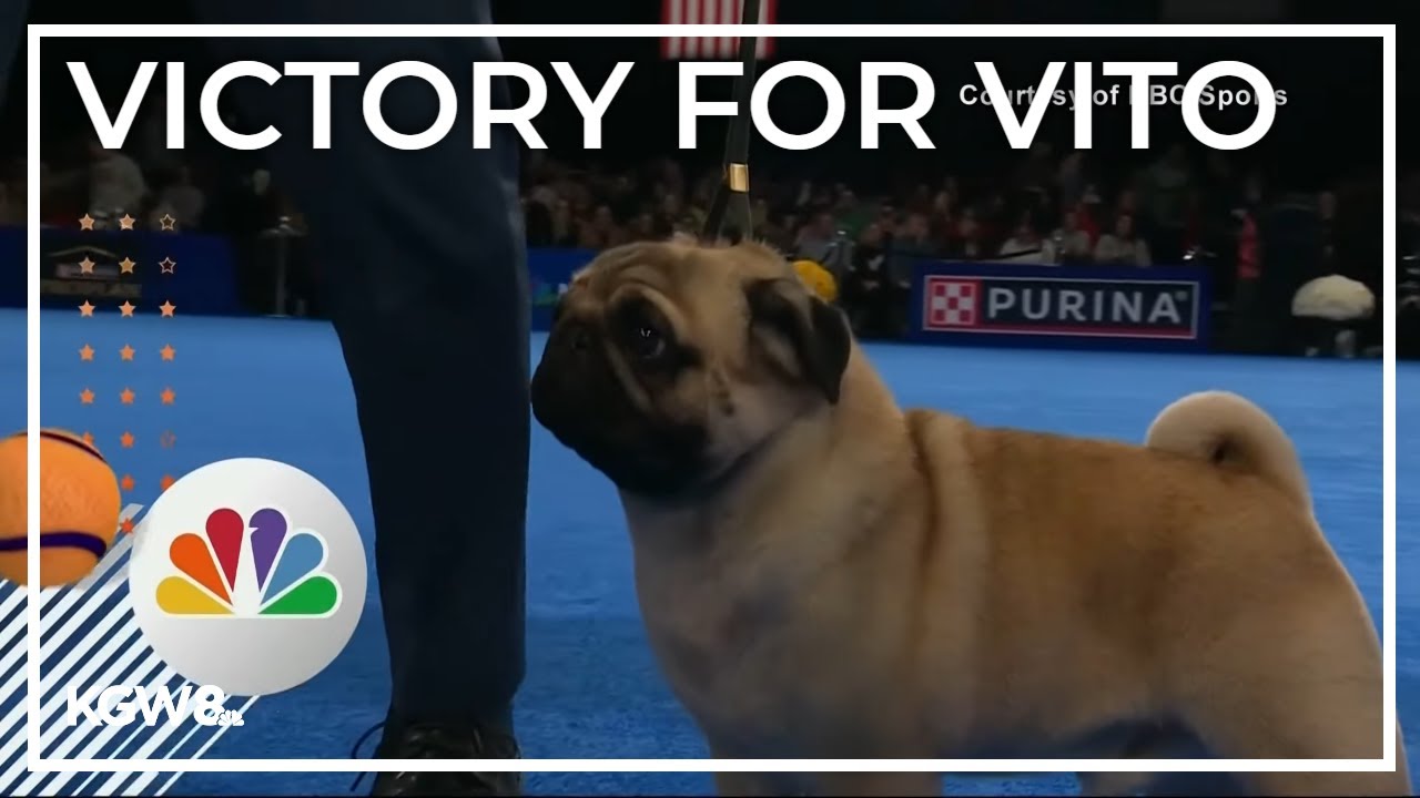 Pug wins National Dog Show for first time in 20 years - YouTube