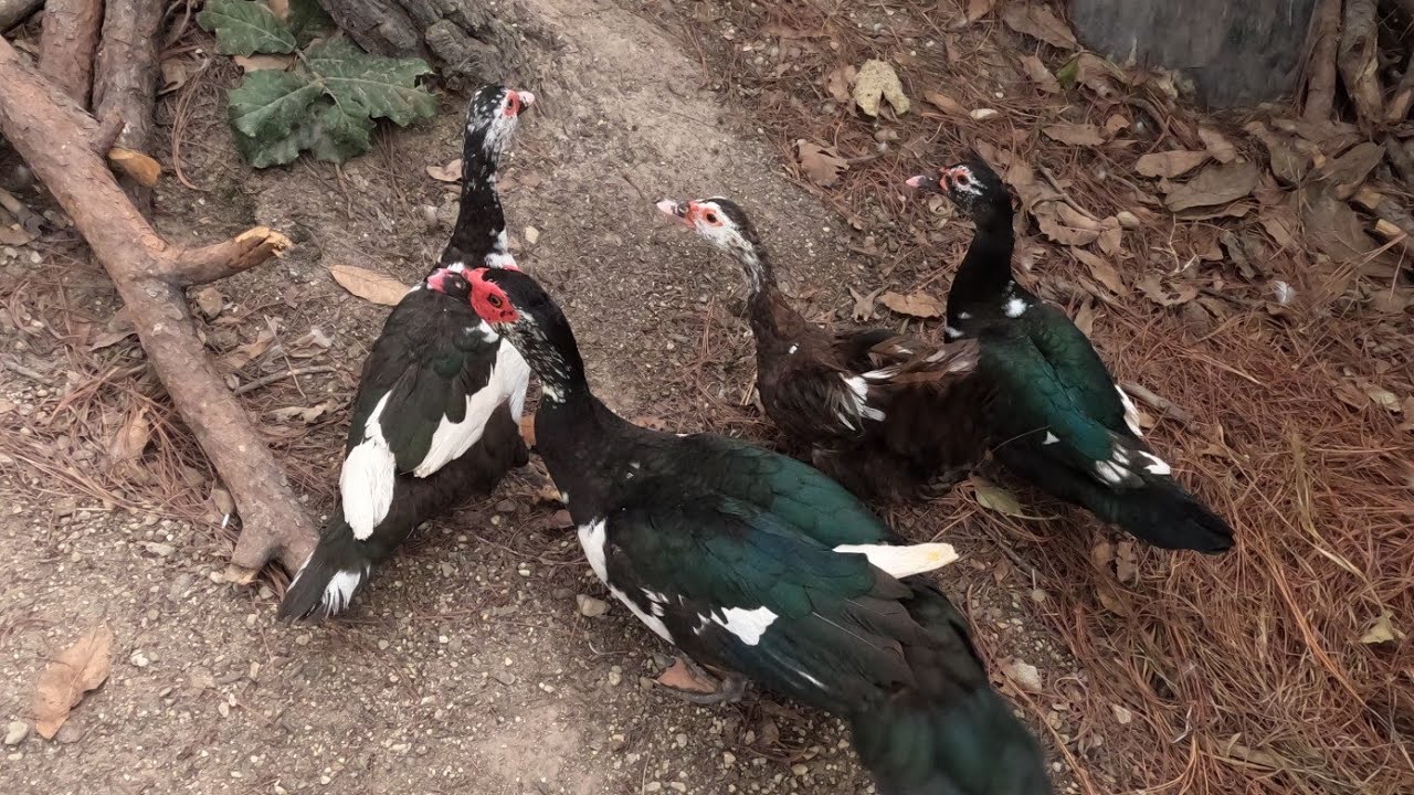 Patos Muscovy Estrenando Casa - YouTube