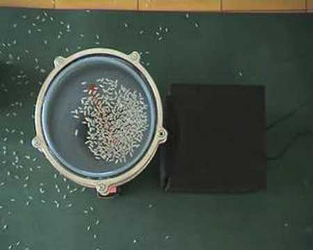 The Drum and Rice Experiment - Second session - YouTube