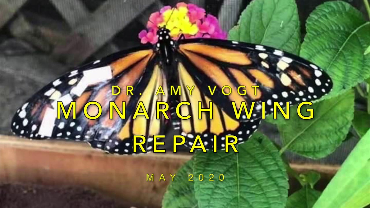 Monarch Surgery May 2020 - YouTube