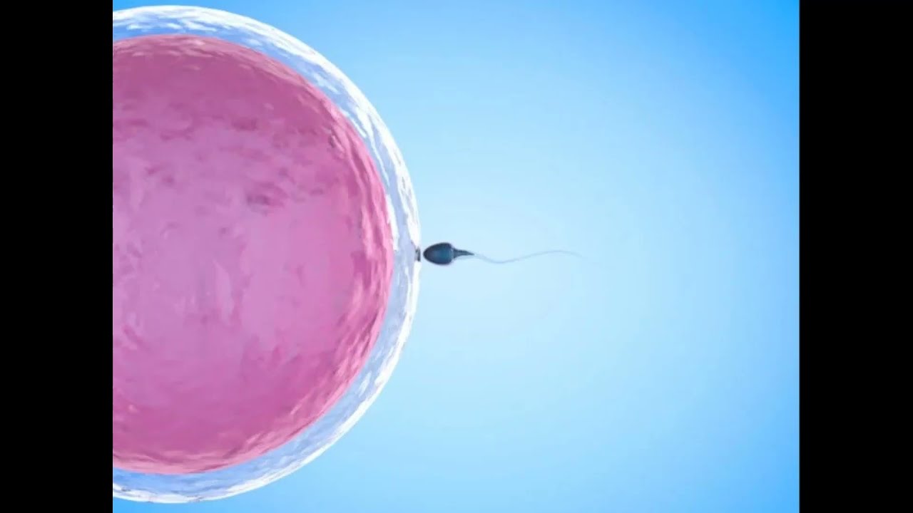 Gametogênese: produção de gametas masculino e feminino - YouTube