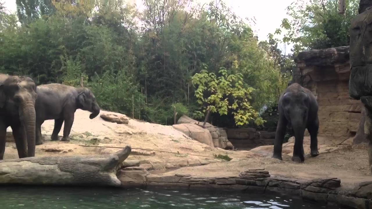 Snapping Branches - YouTube