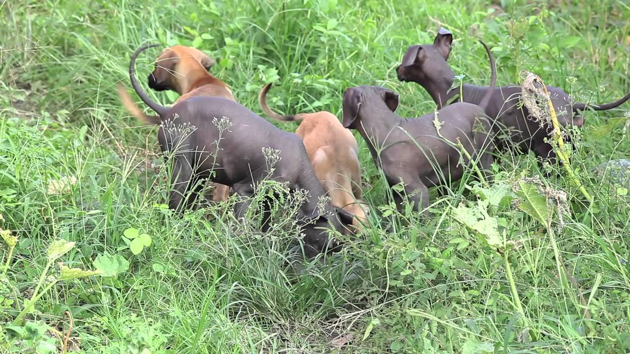 N°9 Le chien Fer ou chien nu des Antilles. - YouTube