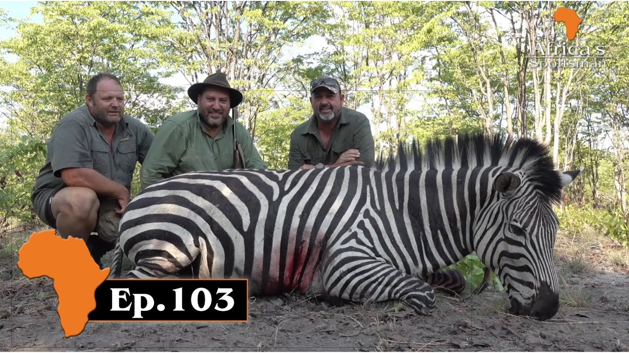 Chapmans Zebra and buffalo stalk ij the Zambezi area of Namibia. Afric ...