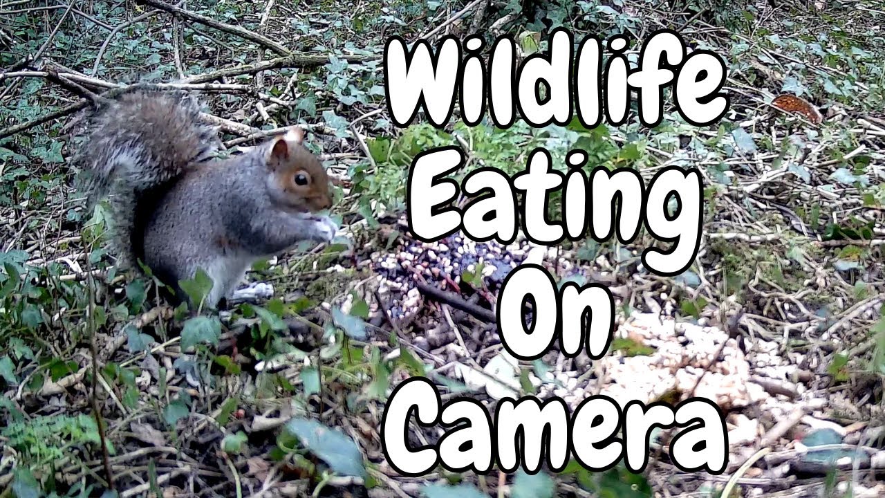 Trailcam Wildlife Feast in The Woods: 🐿️🐦🦊 - YouTube