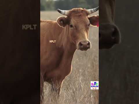 Cow Sounds | Learn Cow Sound | Learn Animal sound | Animal Sound | # ...