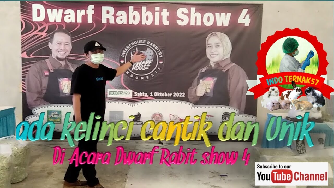 kontes kelinci 2022 Dwarf rabbit show di mall boxis 123 tajur bogor ...