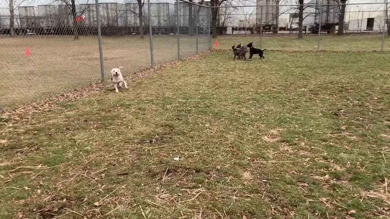 Naomi + Issa + Rollie + Jelly Bean - YouTube