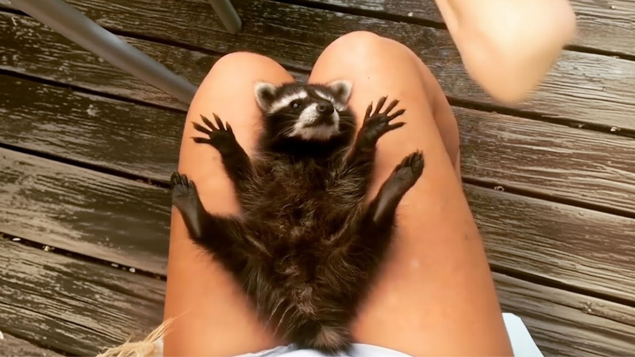 Best Of Funny Raccoon Compilation | Funny Raccoon - YouTube