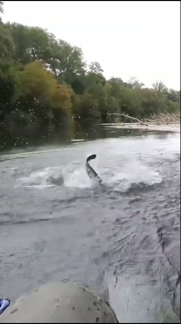 Monster fish strikes river dwellers #fishing #mancing #fishingvideo # ...