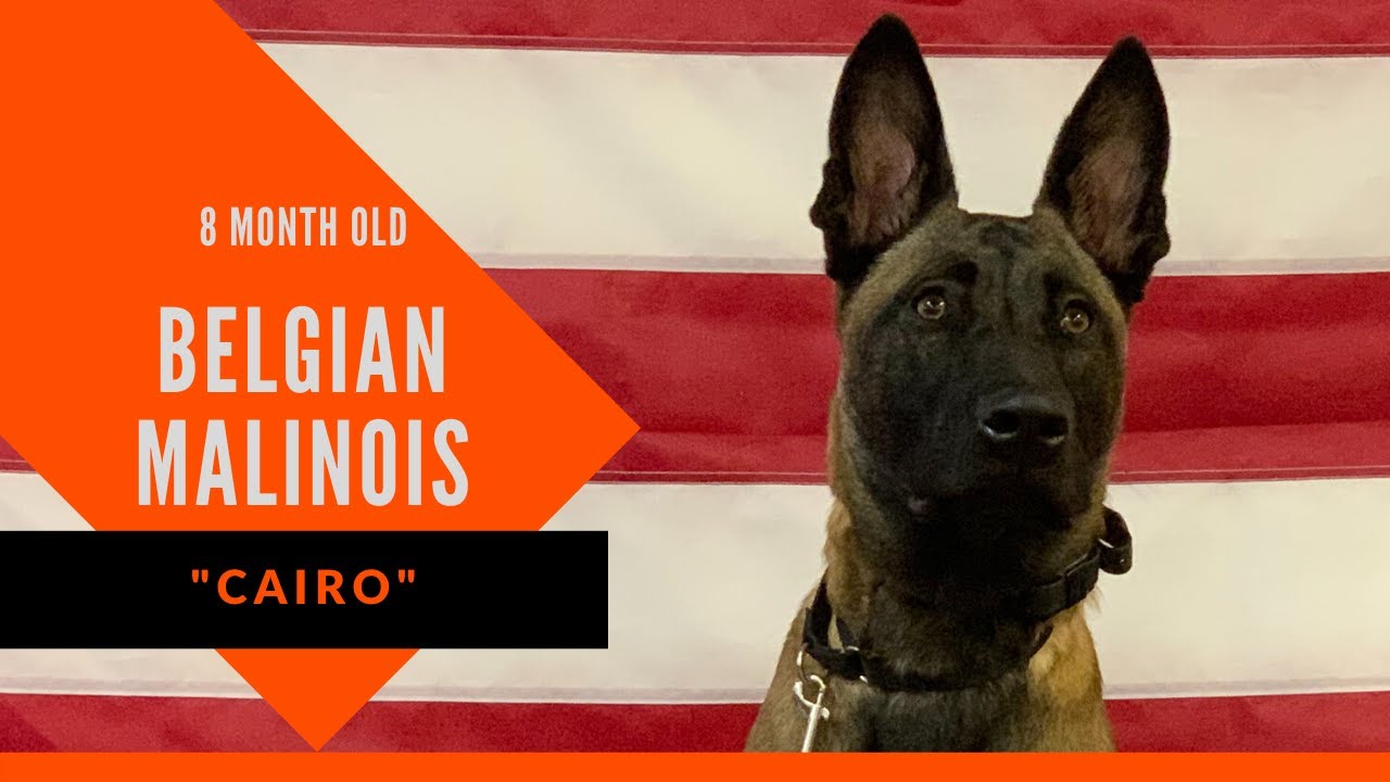 Cairo | 8 Month Old Belgian Malinois | 2 Week Board & Train Atlanta ...