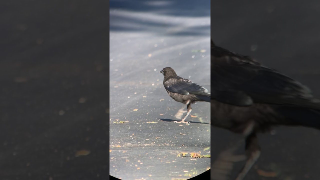 Morning crows - YouTube