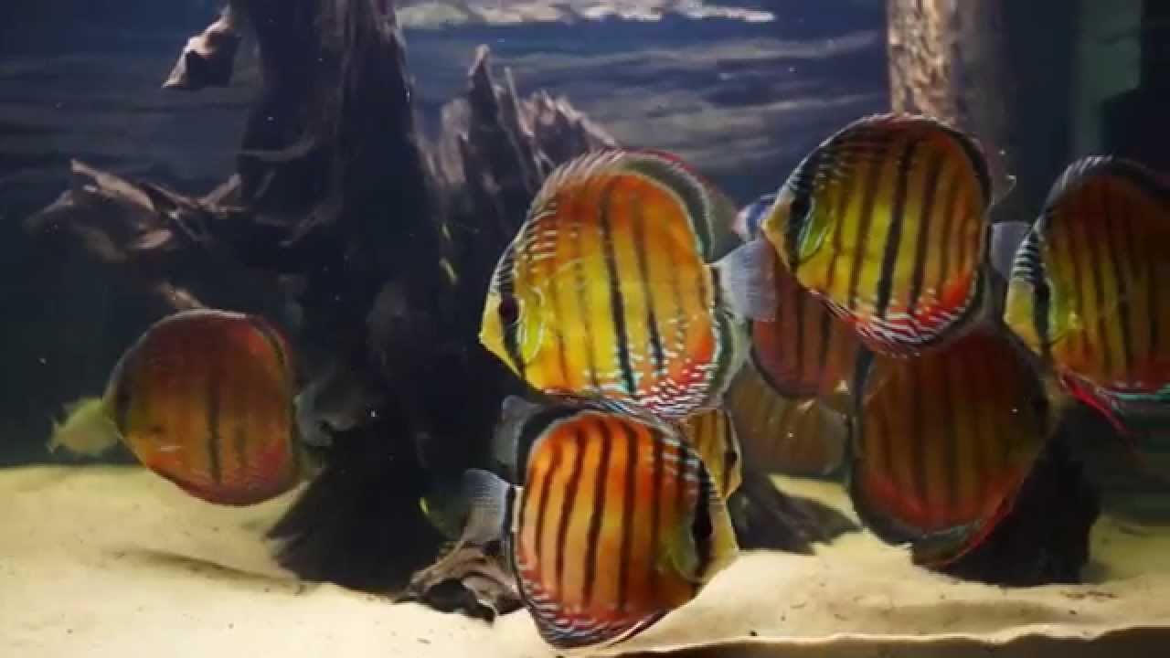 Monte Alegre from Santarem Discus ltda ( see in HD Definition ) - YouTube