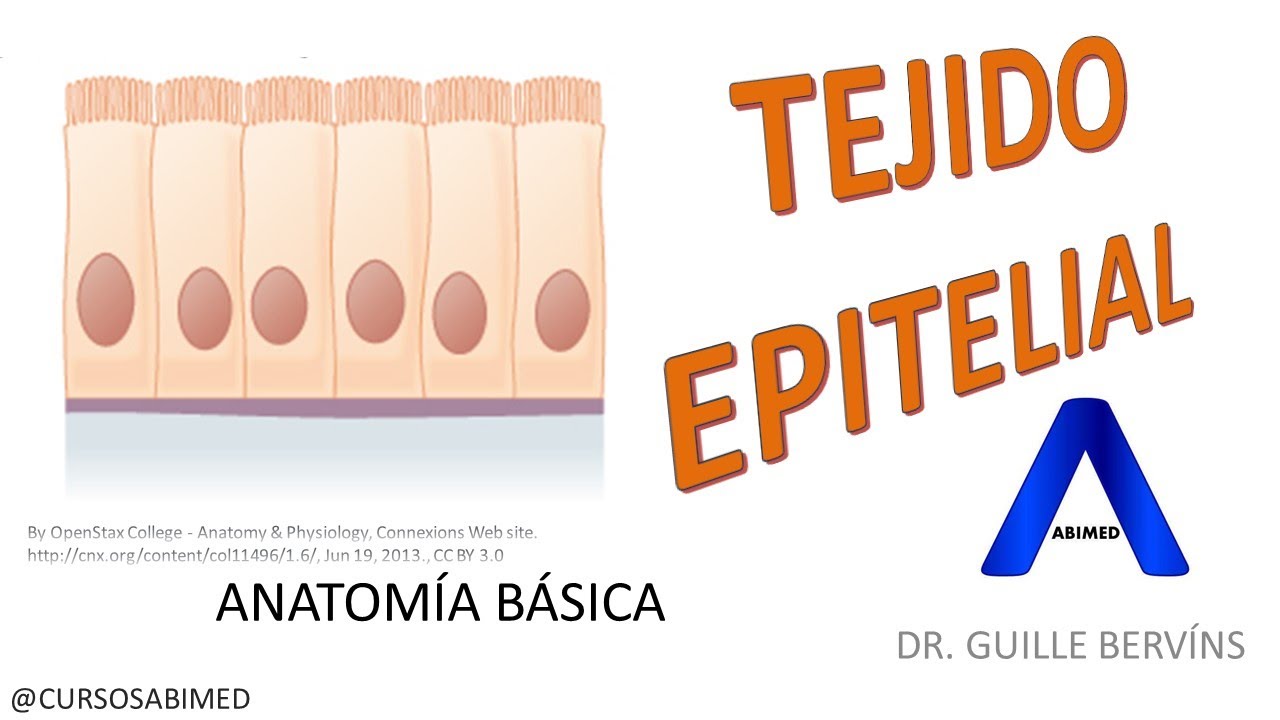 ¿Qué es epitelio?, Tipos de Epitelio l Anatomía Básica - YouTube