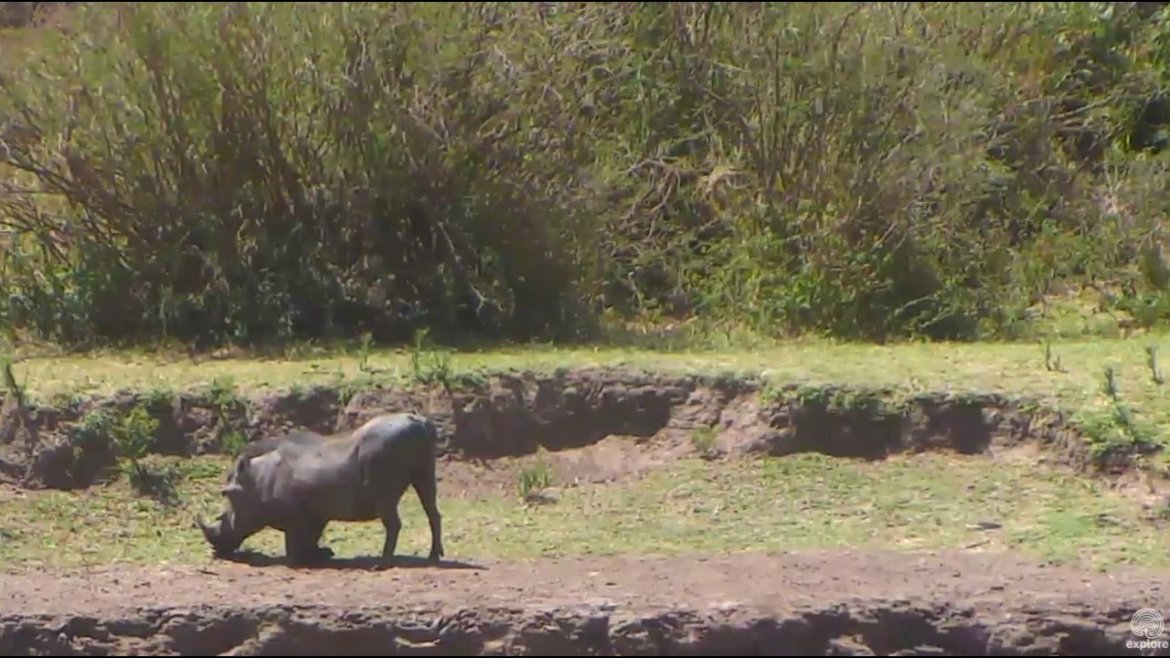Warthog at Africa Watering Hole cam. 08 February 2017 - YouTube