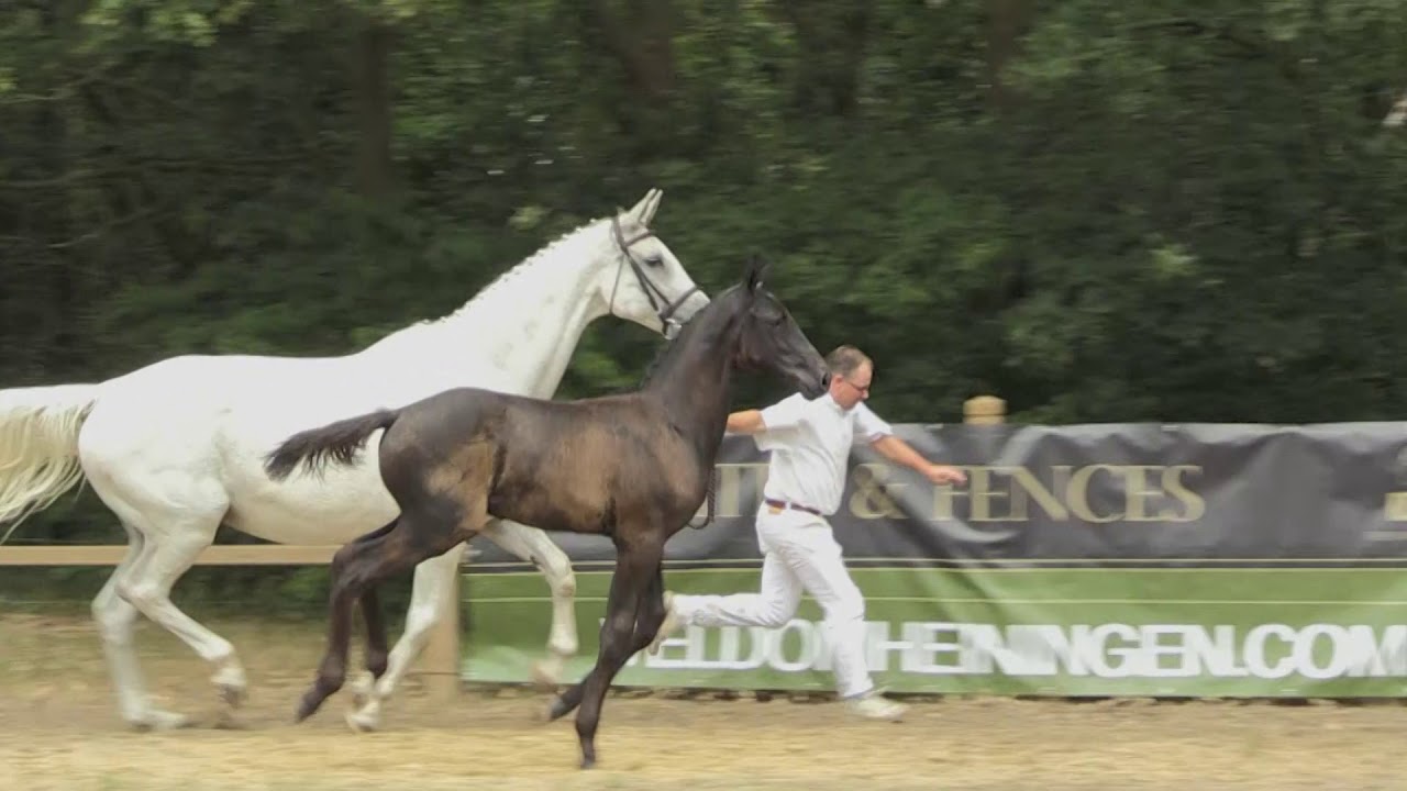 42. Douglas VDL X Colman (h) - YouTube