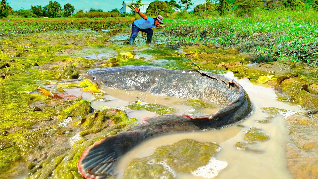 "Unbelievable! Giant Fish Found in Shallow Muddy Water!” - YouTube