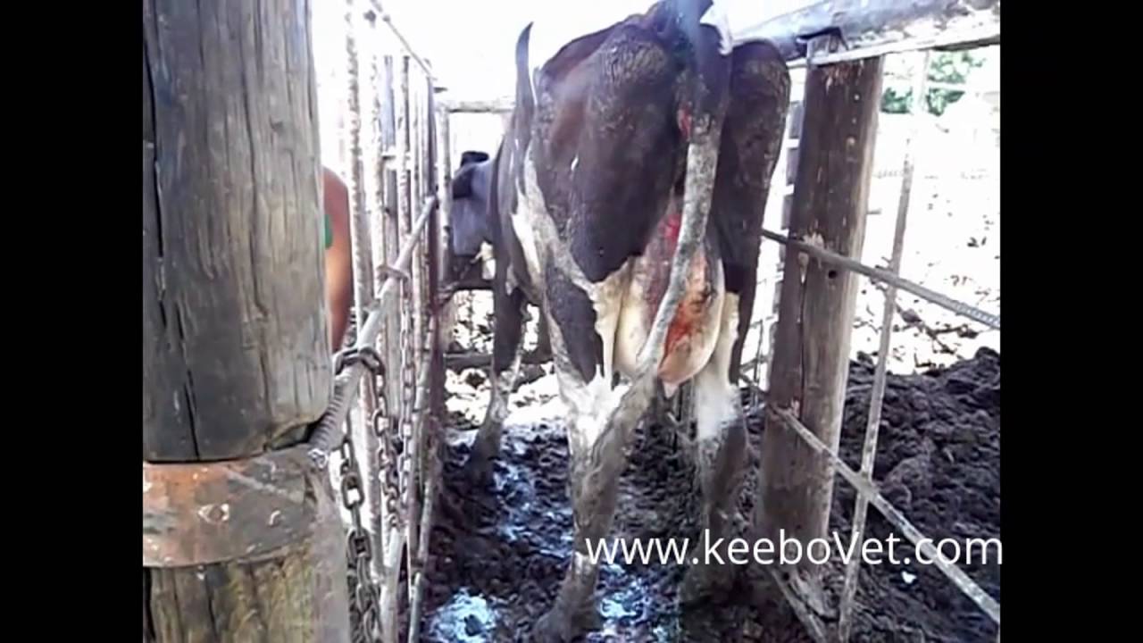 Postpartum Handling of Cow by Vet - YouTube