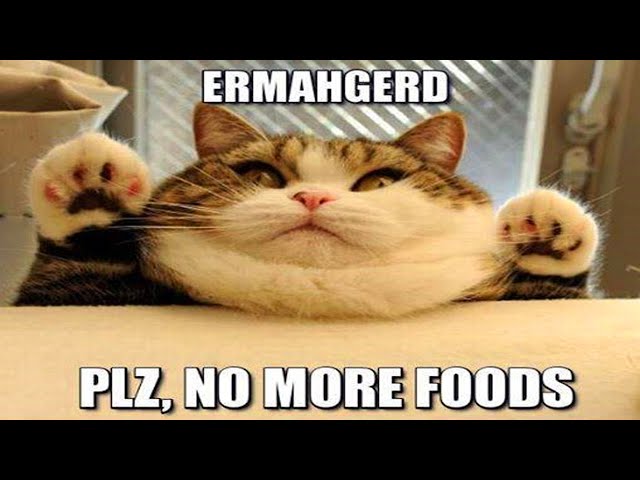 Ermahgerd Cat The Meme As Art: Painter Sophisticates Cyberculture