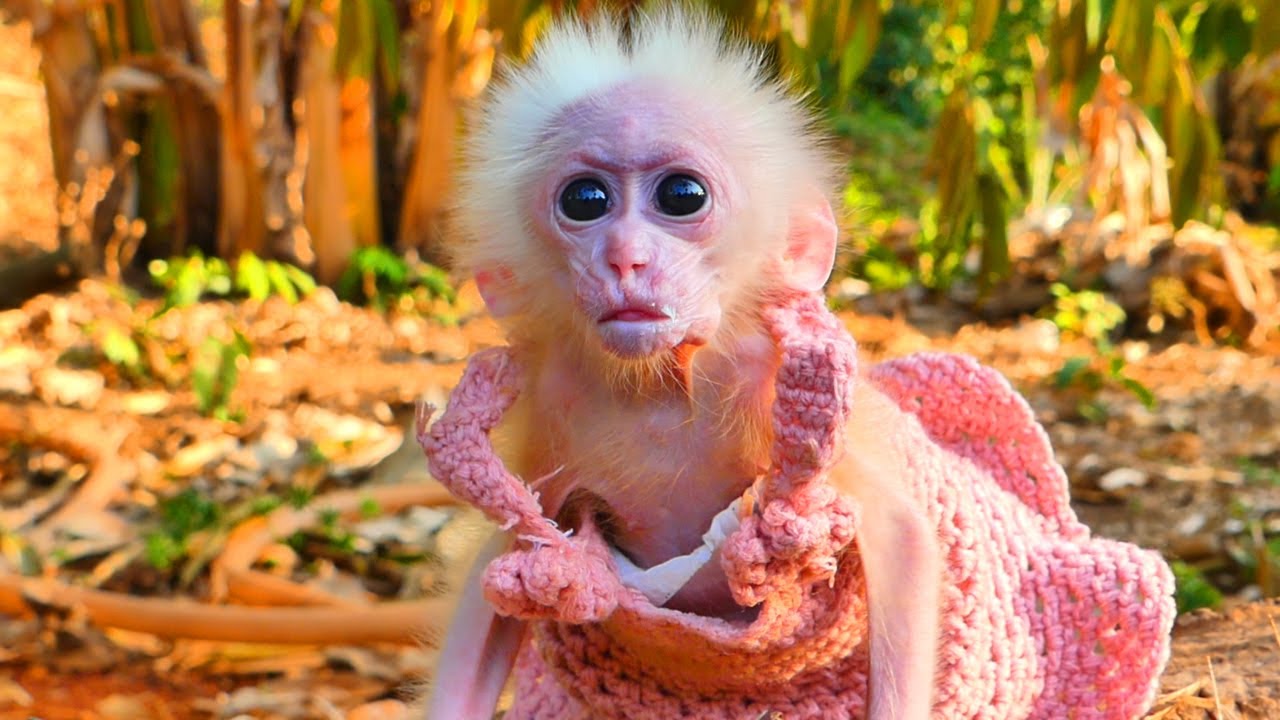 Amazing !Kira shout like a bird | Kira don't want to walks she still ...