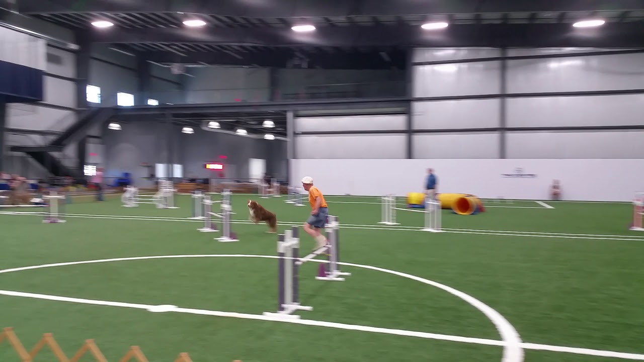 Prof Craig Bohren and Birch at Dog Agility Trials Aug 2019 - YouTube