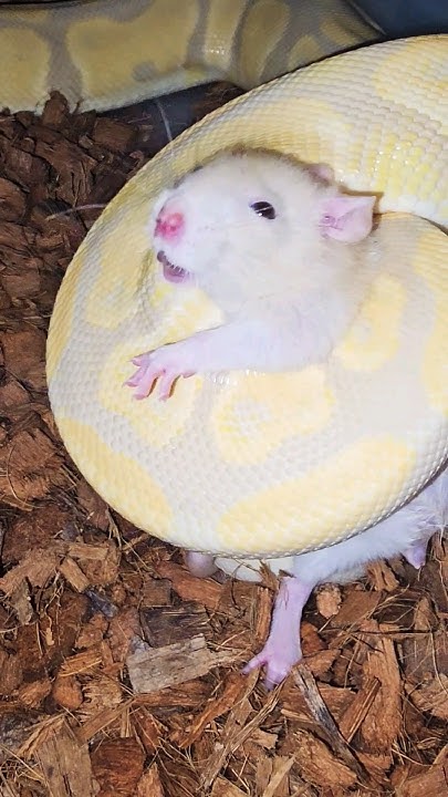 Snake Kills Rat In Less Than 60 Seconds - YouTube