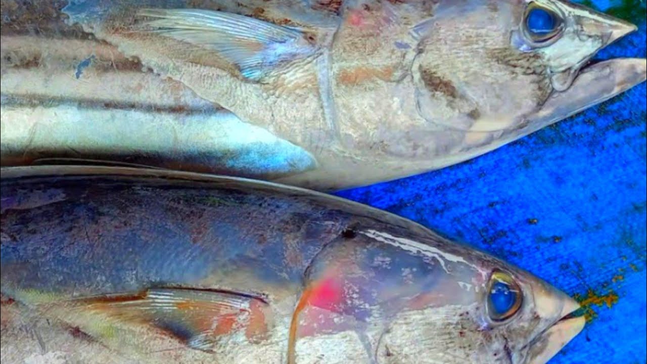 FISH CUTTING ️FISH CUTTING SKILLS/FISH CUTTING VIDEOS - YouTube