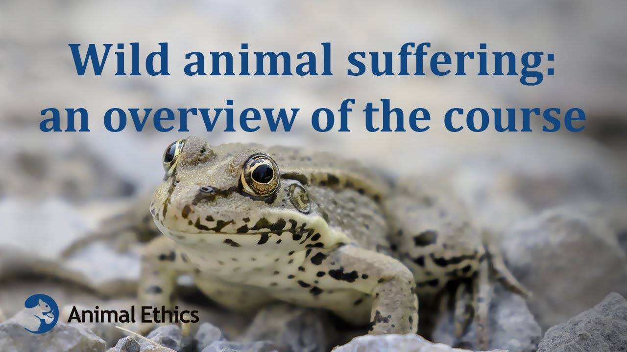 Wild animal suffering: an overview of the course - YouTube