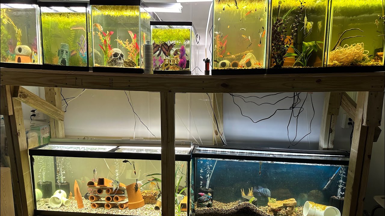 Fish room breeding set up tour - YouTube