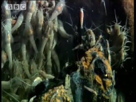 Witnessing the birth of life on Earth? - The Abyss - BBC wildlife - YouTube