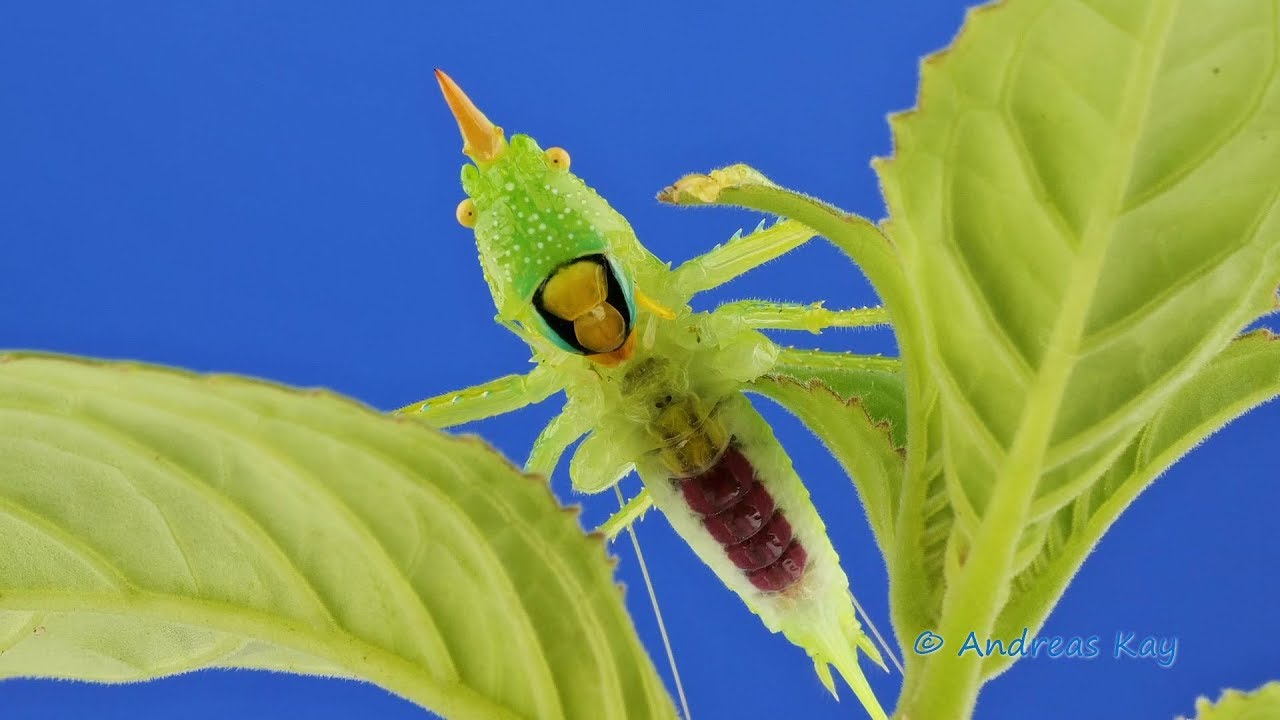 Katydid, Copiphora gracilis from Ecuador - YouTube