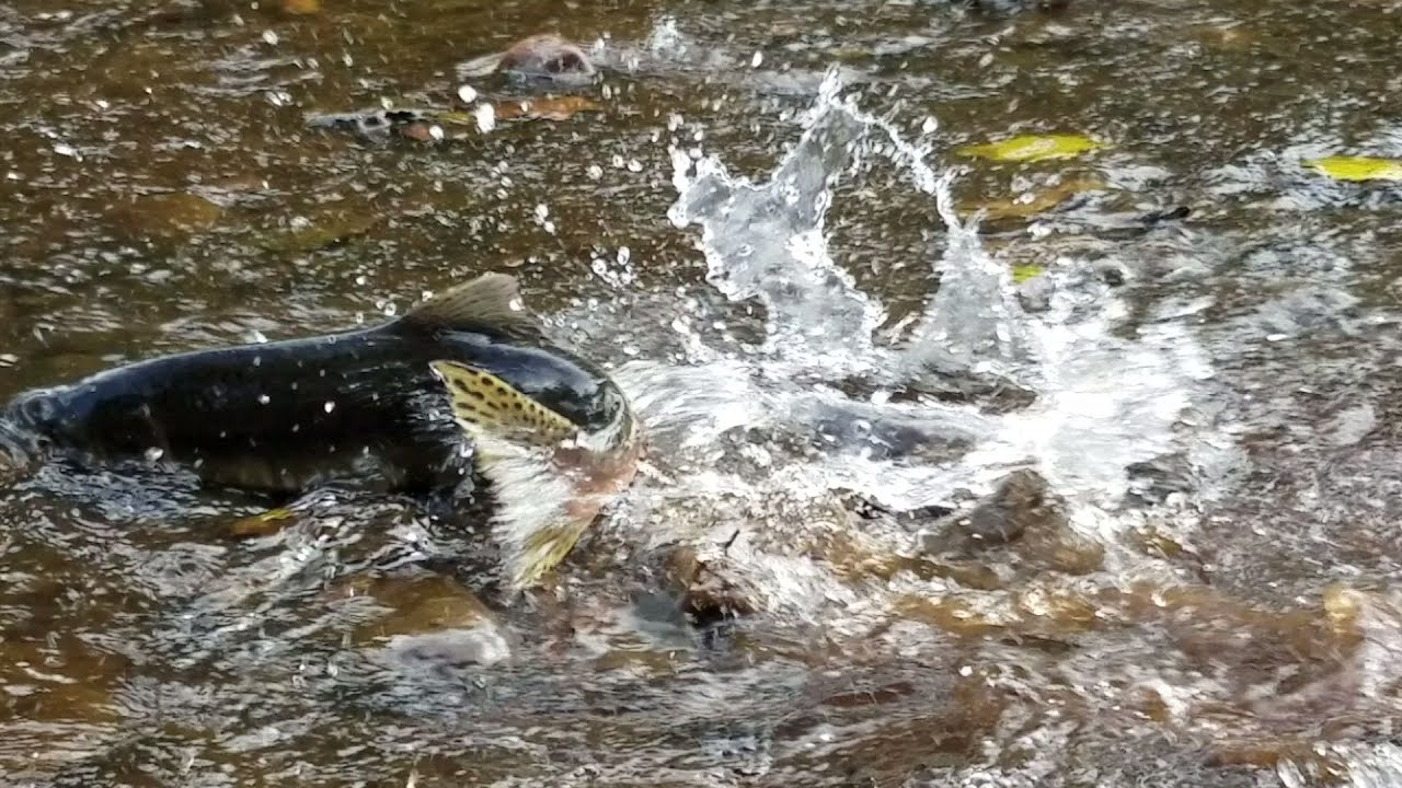 Wild Salmon at Nourse Tree Farm - YouTube