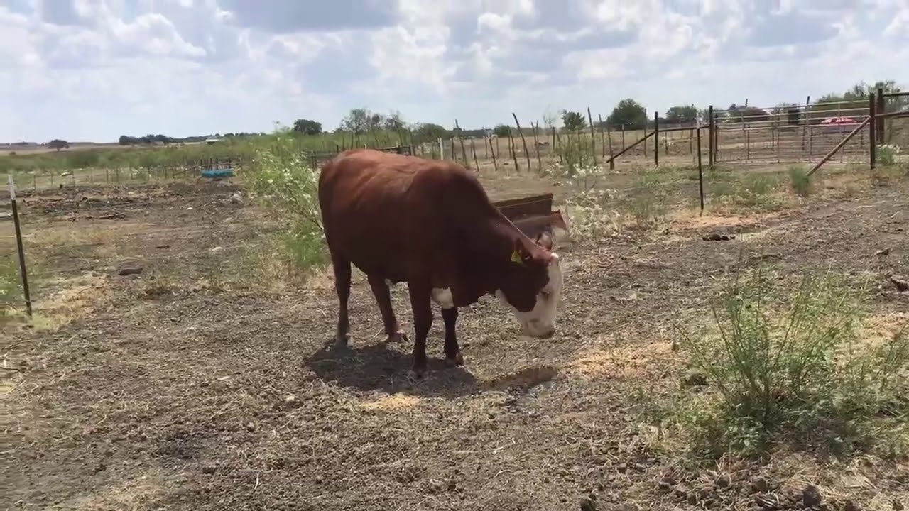 8 head of Red and Red Motley Face bred cows, #0827 | Cattle for sale ...