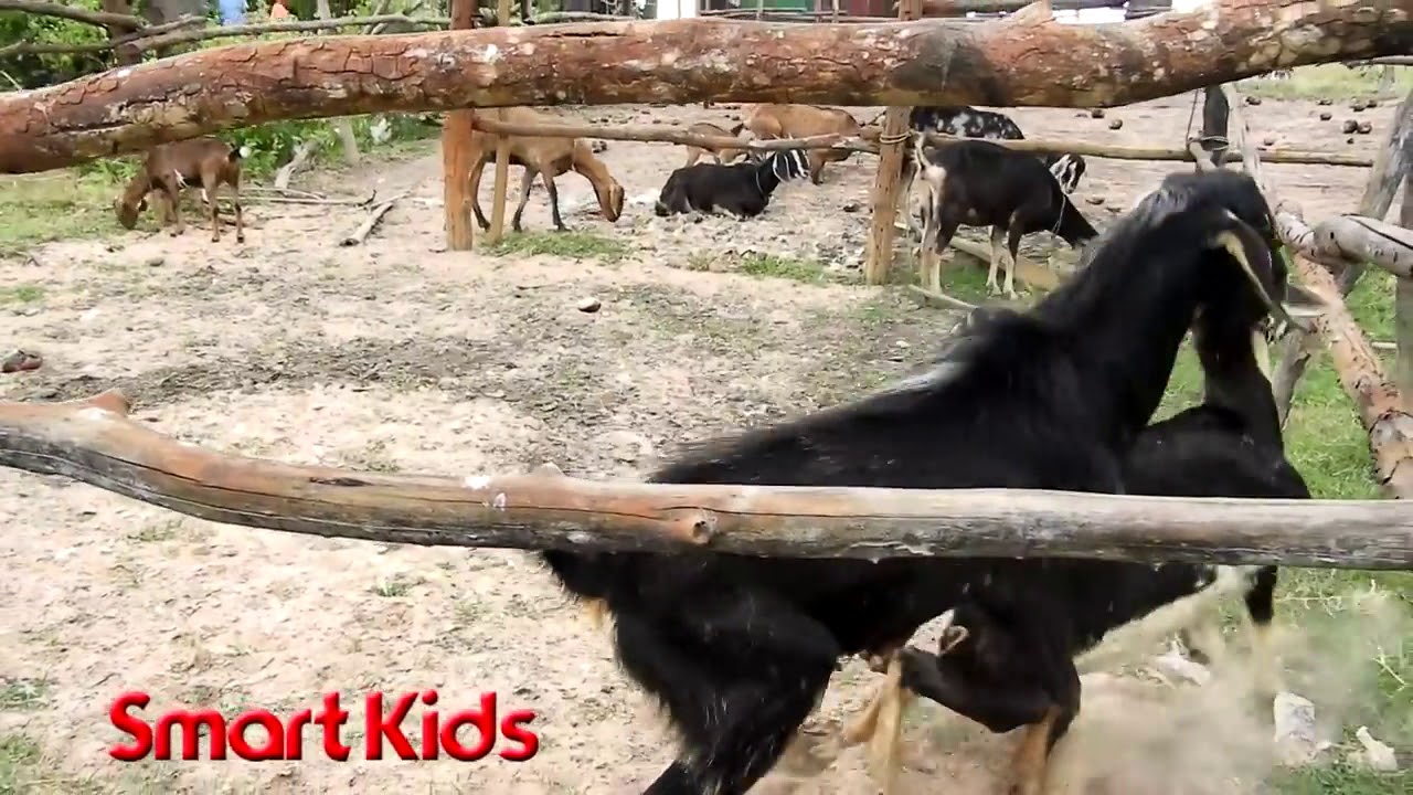 Village Goat Find All Successful on the way Cute Baby Funny Goat Video ...