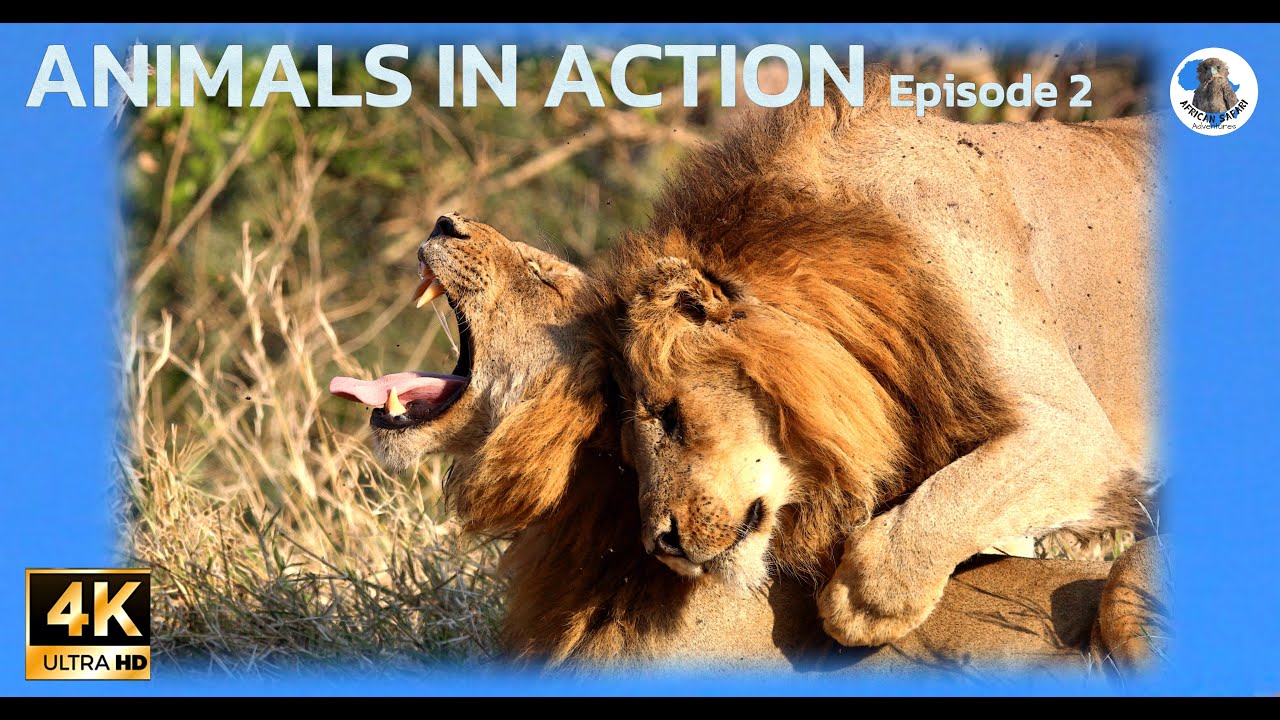 Animals in Action Episode 2 - YouTube
