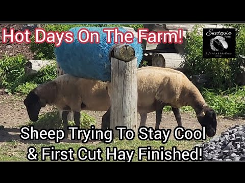Hot Days On The Farm: Sheep Trying To Stay Cool & First Cut Hay ...