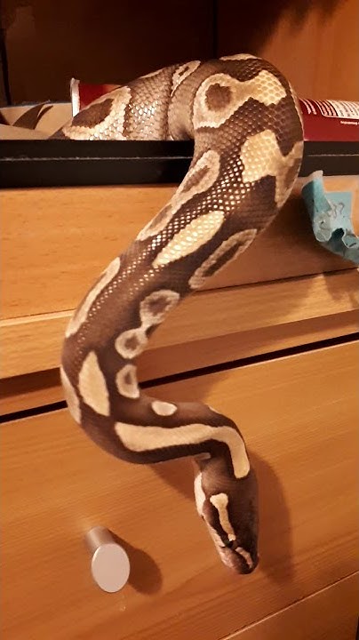 Penelope the Royal Python - YouTube