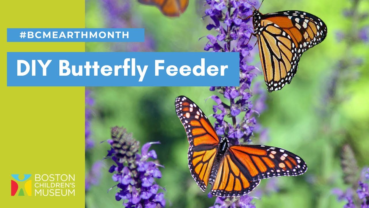DIY Butterfly Feeder to Pollinate Your Backyard | Outdoor Activity for ...