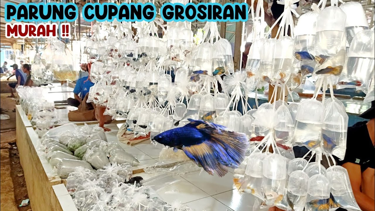 PARUNG CUPANG GROSIRAN‼️UPDATE HARGA CUPANG GROSIRAN || PASAR IKAN HIAS ...