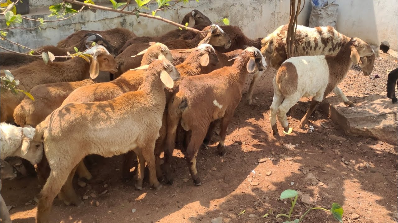 qurbani ke bakre Telangana potla in Hyderabad | farming baby sheeps in ...