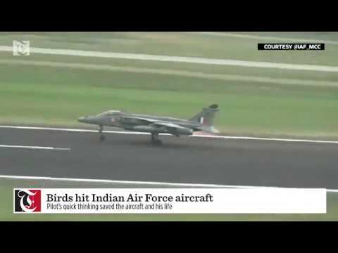 Watch: Indian Air Force pilot's unflappable reaction to mid-air bird strike