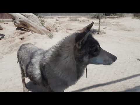 A video of Arabian wolves in Midbarium (former Negev Zoo)