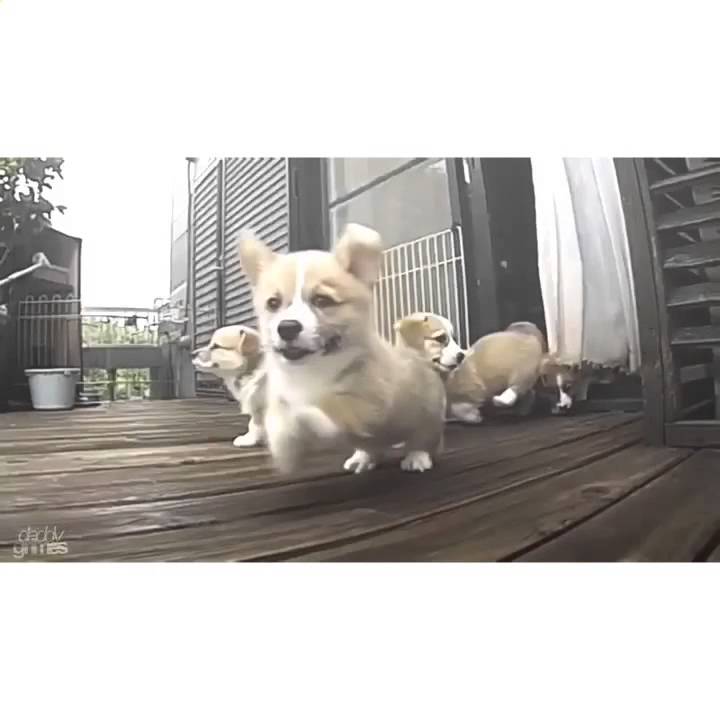 Team Corgis - YouTube