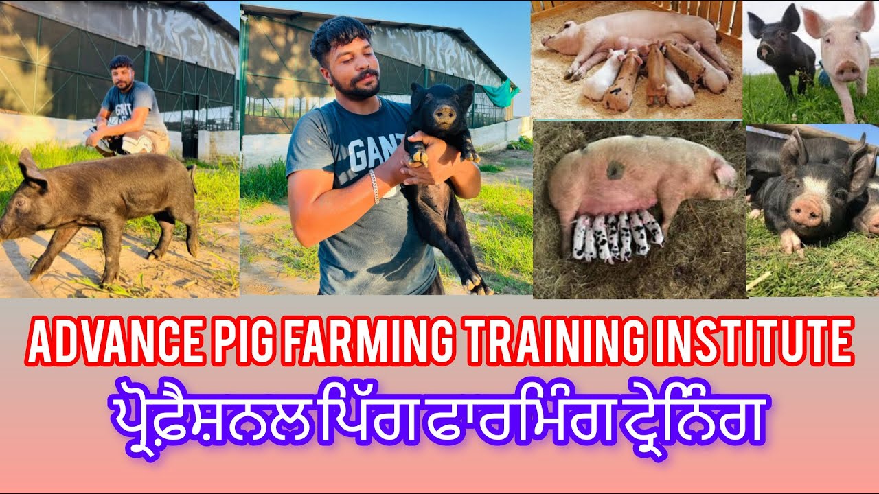 How To Start Pig Farming, Advance Pig Farm Training Institue, ਸੂਰ ਫਾਰਮ ਕਰਨ ਦਾ ਸਹੀ ਤਰੀਕਾ & - YouTube