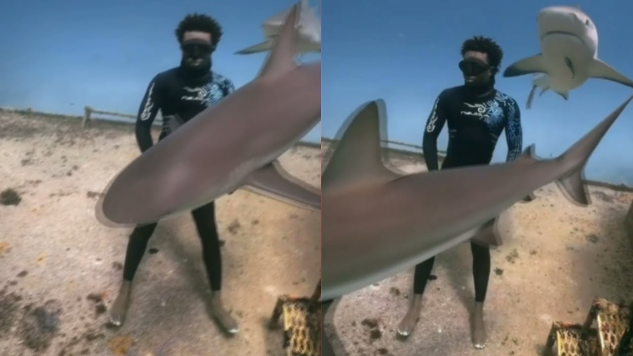 Playing with Sharks - YouTube